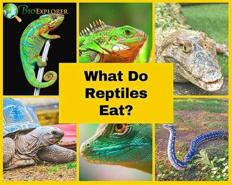 What Do Reptiles Eat Reptiles Diet By Species