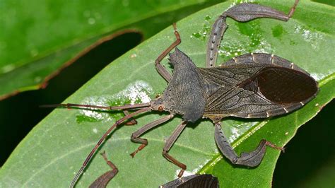 Ways To Get Rid Of Squash Bugs Naturally Crisp Cove