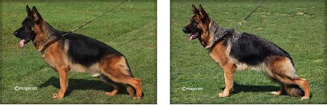 Dolf Vom Senator Grace Team Haus Jackson Haus Jackson