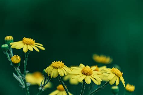 클로즈업에 필드 식물과 꽃의 다양한 일년 중 다른 시기에 녹색 잎이있는 줄기와 나뭇 가지에 천연 꽃다발 0명에 대한 스톡 사진 및 기타 이미지 Istock