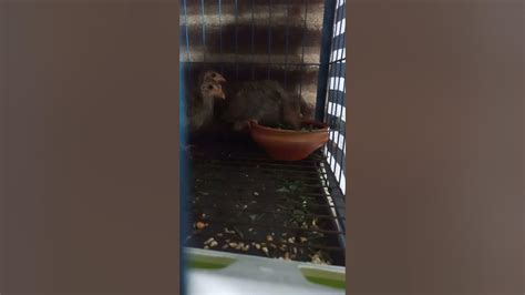 তিতির মুরগি বা চিন মুরগির ঘাস প্রধান খাদ্য Youtube