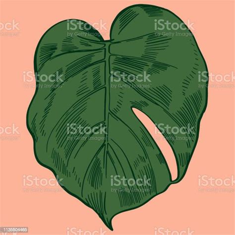 벡터 일러스트 레이 션으로 열 대 몬스터 잎 이국적인 정글 0명에 대한 스톡 벡터 아트 및 기타 이미지 0명 개념 개체