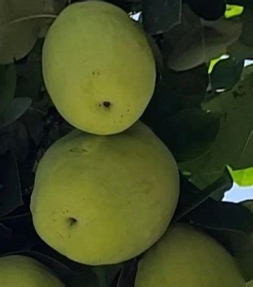 대실 모과나무 특징 모과나무 묘목 판매 농원 네이버 블로그