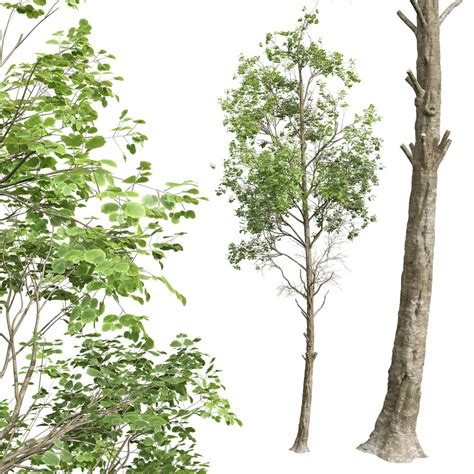 Fagus Sylvatica Tree 3d Model Download Trees On