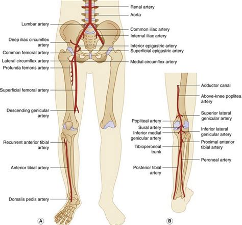 Lower Extremity Arterial System