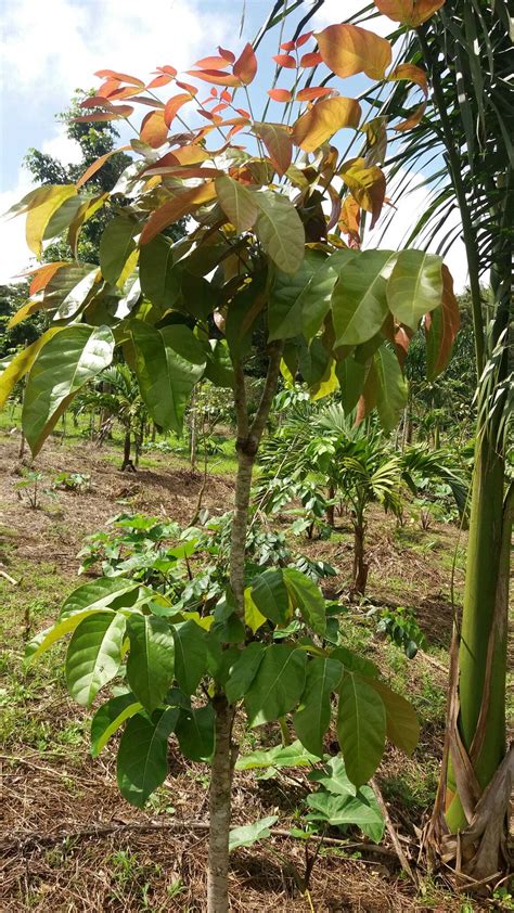 Swietenia Macrophylla