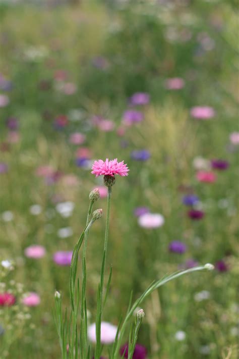 식물 수레국화 식물 생물종 Bric