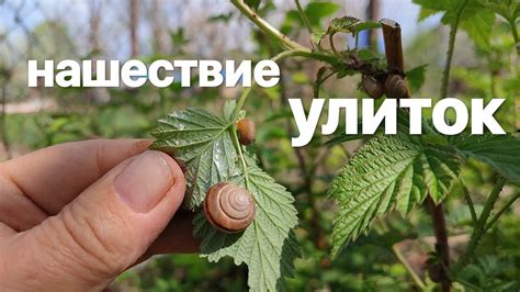 улитки атакуют. Что делать? как избавиться от улиток и слизней? - YouTube