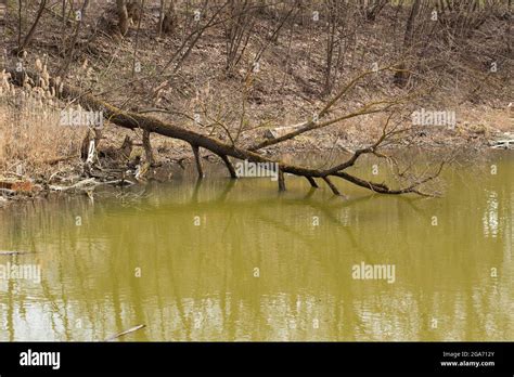 A Tree In The Water Fallen Dry Tree Into The River The Rotting Plant Dried Up And Collapsed