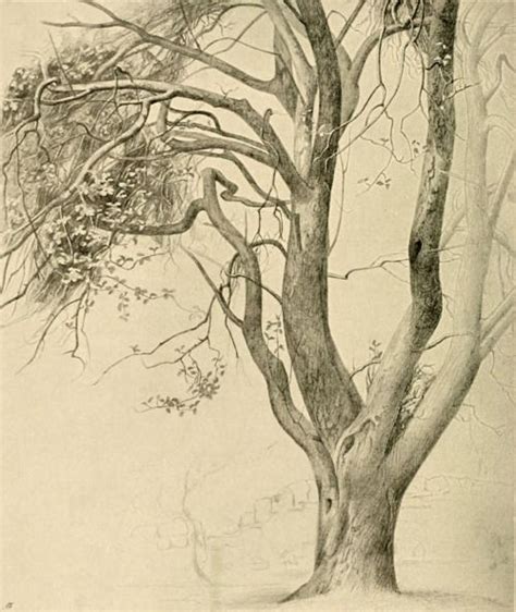 Scientific Illustration Tree Drawing Scientific Illustration Drawings