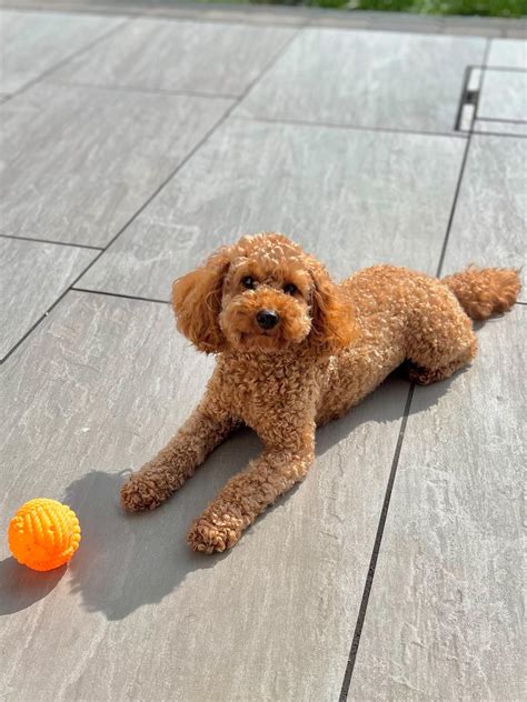 Coco The Cockapoo 🐶 Cocothecockapoo11 • Instagram Photos And Videos