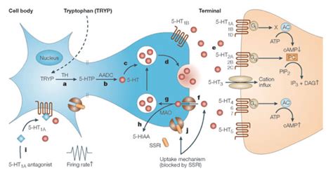 What Is Ssri Induced Sexual Dysfunction Flash Sales
