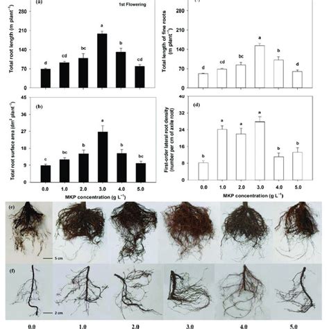 Total Root Length A Total Root Surface Area B Total Fine Root