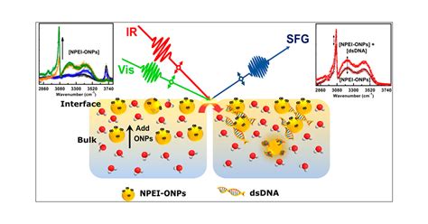 Elucidating The Molecular Structure Of Hydrophobically Modified