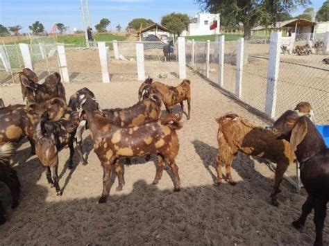 Sirohi Male Goat At Rs 220kg Devgarhi Goat In Nagaur Id 2853164746297