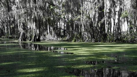 Moerassen Hun Kenmerken Typen En De Ecosystemen Die Ze Huisvesten