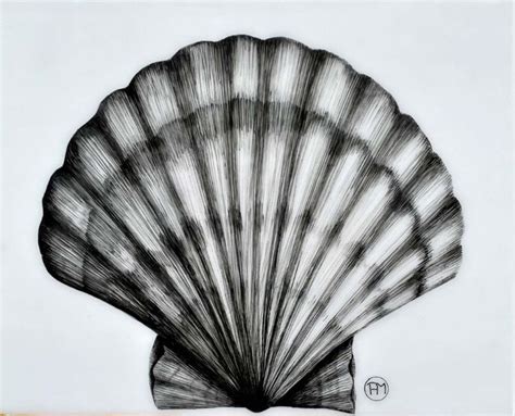 Pin By Abm On Sketching In 2025 Shell Drawing Seashell Drawing