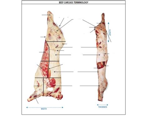 Beef Carcass Terminology Quiz