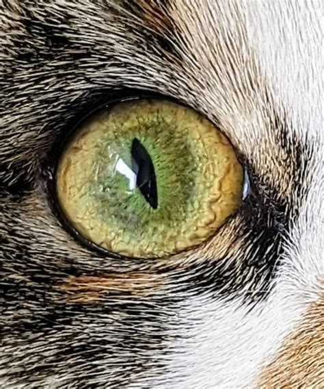 My Cat Pees On My Bed Because She Is Being Picky R Cathelp