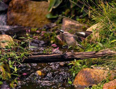 Northern Mockingbird Audubon Field Guide