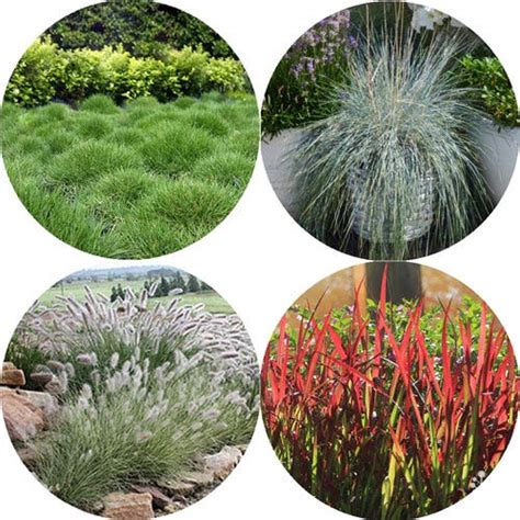 Grass Garden Plants