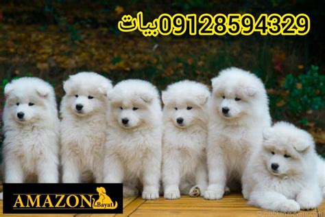 فروش سگ سامویید وارداتی در تهران آگهی نامه