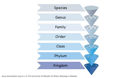Classification System — Science Learning Hub