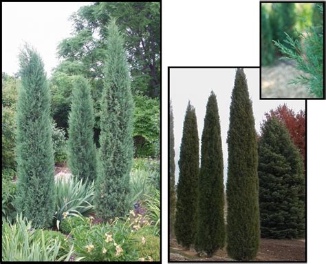 Taylor Juniper Hinsdale Nurseries