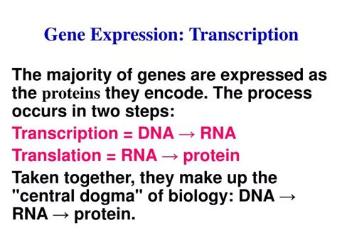 Ppt Gene Expression Transcription Powerpoint Presentation Free