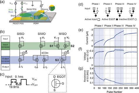 Advanced Neuromorphic Applications Enabled By Synaptic Ion‐gating Vertical Transistors Merces