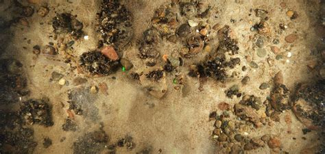 Marine Mammal Monitoring And Benthic Characterisation For An Owf In The Baltic Sea Ocean Ecology