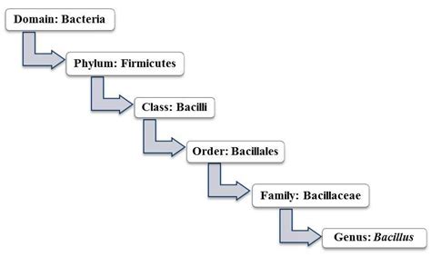 Taxonomy Of Genus Bacillus Source Bergeys Manual Of Systematic
