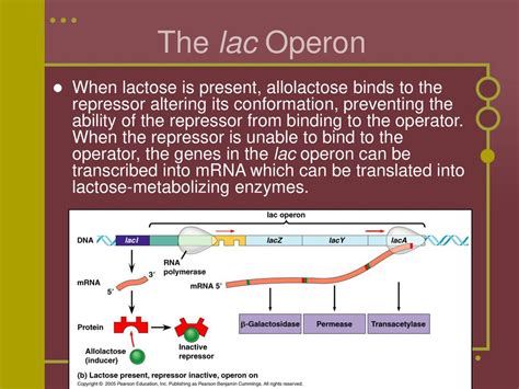 The Genetics Of Viruses And Bacteria Ppt Download