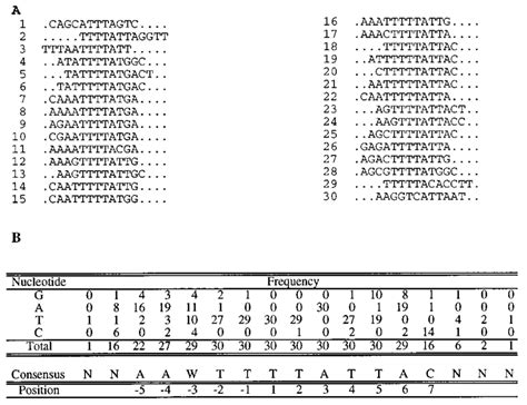 Determination Of Hoxa 10 Consensus Binding Site From Selected Sequences Download Scientific
