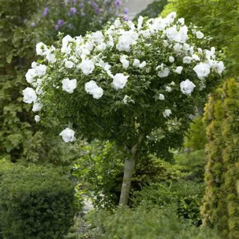 Hibiskus White Chiffon Na Pniu Internetowy Sklep Ogrodniczy