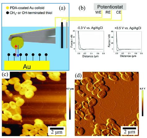 A Schematic Representation Of Afm−secm Probe With The Function Of Download Scientific Diagram