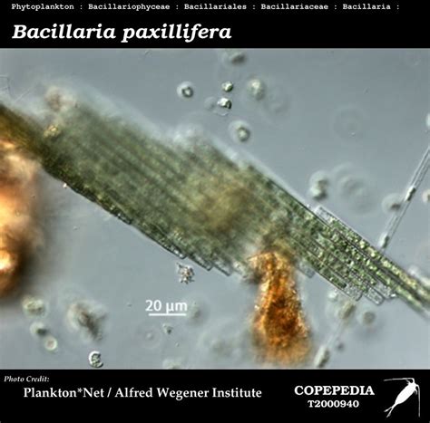 Bacillaria Paxillifera T2000940