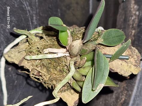 Cattleya Laelia Encyclia Und Verwandte Sophronitis Miniata