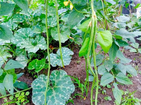 လိပ်သိုမြို့၌ အိမ်ခြံဝင်းအတွင်း စားဖိုဆောင်သီးနှံများ တနိုင်တပိုင် စိုက်ပျိုးသူများပြားလာ