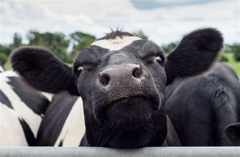 Cow Face Close Up Stock Image Image Of Agriculture 98741551
