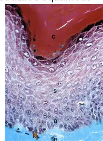 Types Of Cells In Epidermis Diagram Quizlet