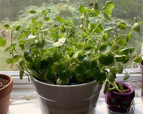 10 Advantages Of Having A Mexican Mint