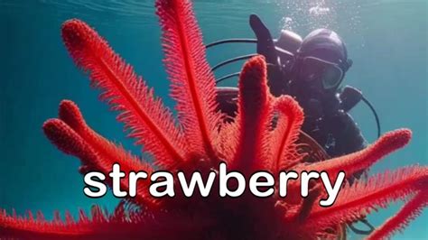 One Of The Many New Discover Species In Ocean Deep The Strawberry