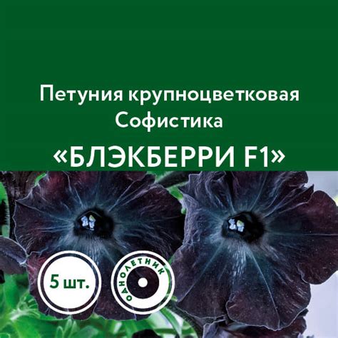 Цветы Петуния
