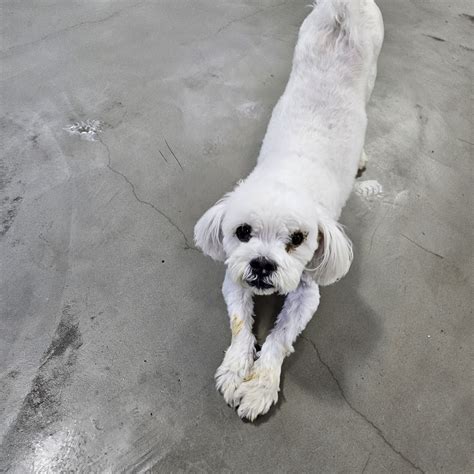 말티즈코바 강아지책임분양 강아지분양 고양이분양 컴투펫 시츄 셔틀랜드쉽독 말티푸 미니핀 치와와 요크셔테리어 포메라니안 말티즈 분양