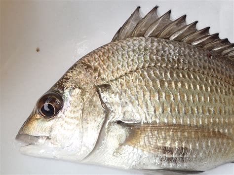 ナンヨウチヌ 2019 06 12 WEB魚図鑑