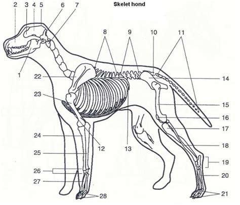 Diagram Anatomie Skelet Hond Quizlet