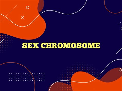 Sex Chromosome Definition And Meaning
