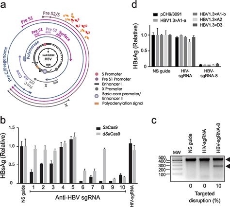 Screening Of Panel Of Anti Hbv Sacas9 Sgrnas A Schematic