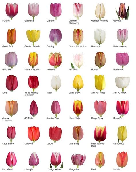 Tulip Varieties Growing Tulips Types Of Flowers Types Of Tulips